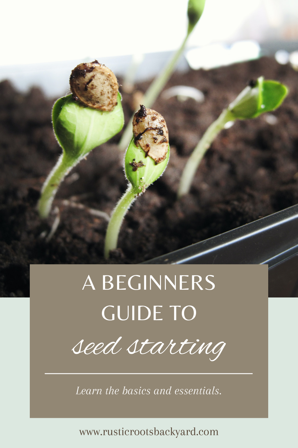 How to Grow a Garden with Seed Starting